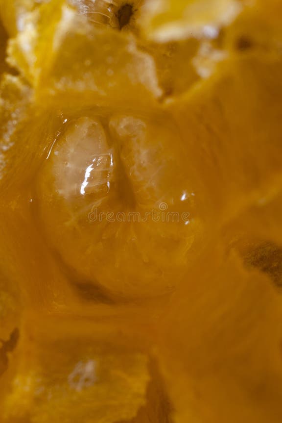 Bee Nymph - Development of Honey Bee Stock Image - Image of rural ...