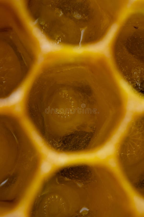 Bee Nymph - Development of Honey Bee Stock Image - Image of sting ...
