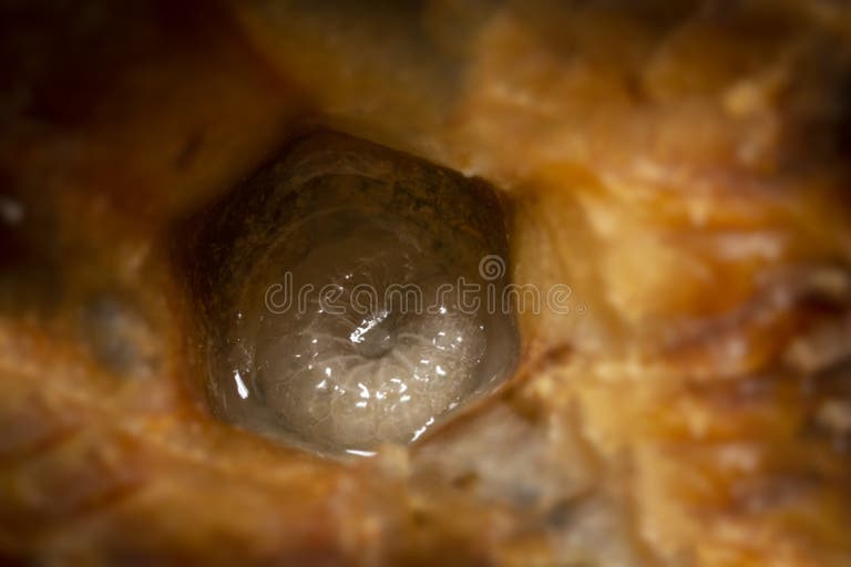 Bee Nymph - Development of Honey Bee Stock Image - Image of nature ...