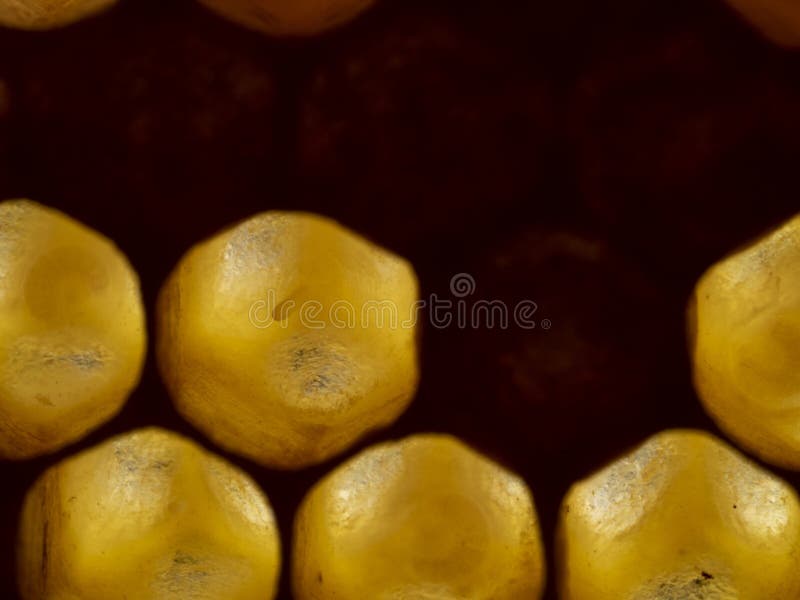 Bee Nymphs and Egg - Development of Honey Bee Stock Photo - Image of ...