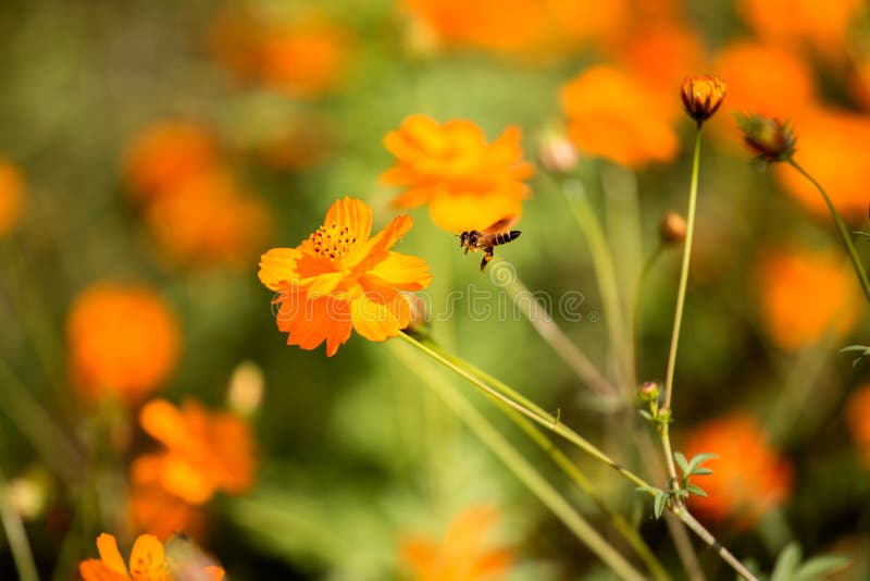 Bee on orange Coreopsis stock photo. Image of closeup - 40160446