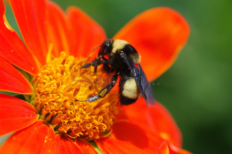 Bee on orange flower stock image. Image of flower, summer - 9208059