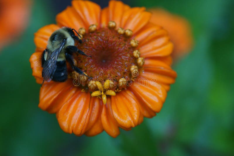 Bee stock photo. Image of moist, orange, flower, green - 79340364
