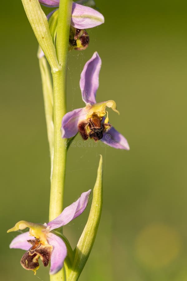 Bee Orchid Ophrys Apifera Flower Stock Photo - Image of ophrys, beauty ...