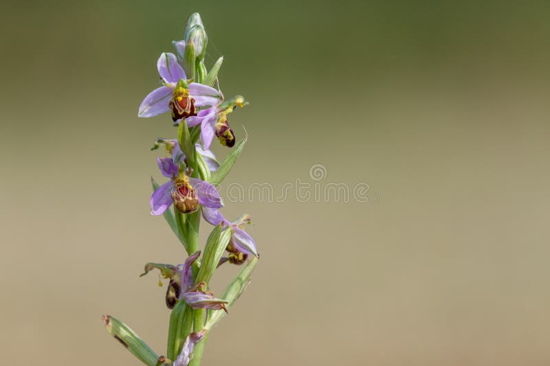 Bee Orchid (ophrys Apifera) Flower Stock Photo - Image of head, natural ...