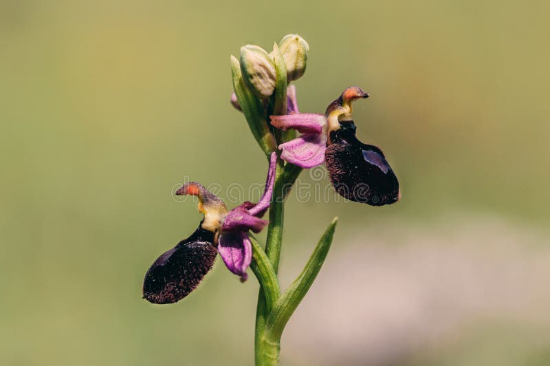 Bee Orchid, Ophrys Apifera. Wild Flower Stock Image - Image of bulgaria ...