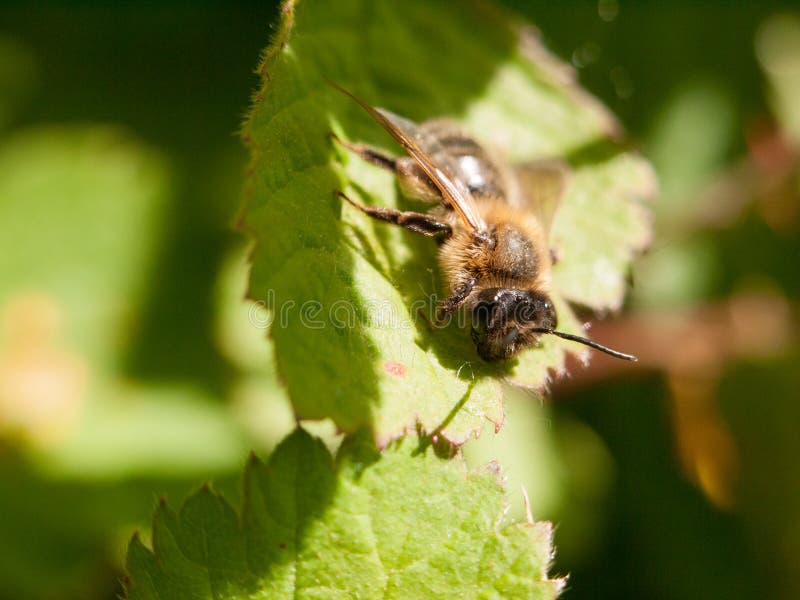 A Bee Outside Resting upon a Leaf in the Spring Day Time Stock Photo ...