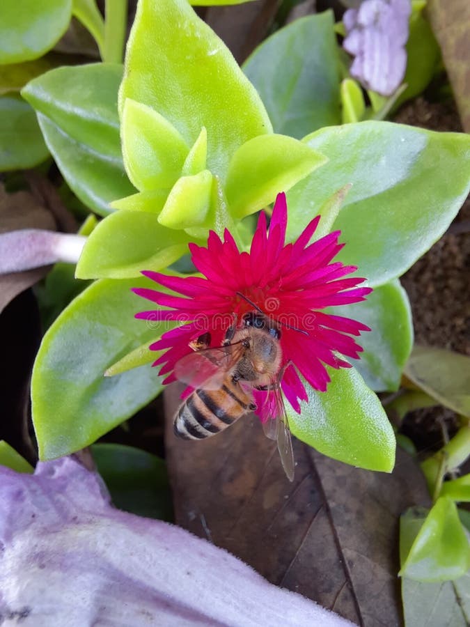 Bee over flower stock photo. Image of produce, shrub - 254535424