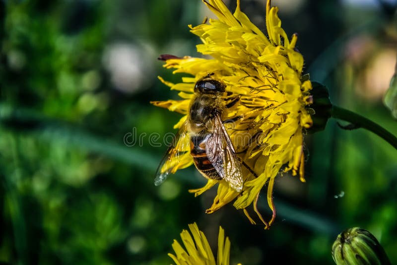 Bee over flower stock image. Image of garden, yellow - 69920017