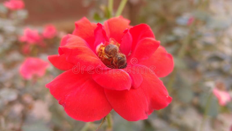 Bee over a flower stock photo. Image of focus, nature - 101424404