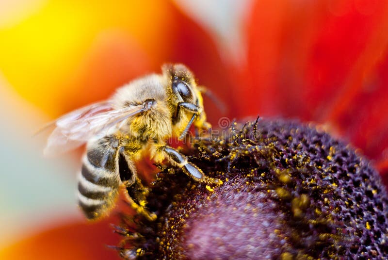 Bee over a flower in macro stock image. Image of floret - 26450337
