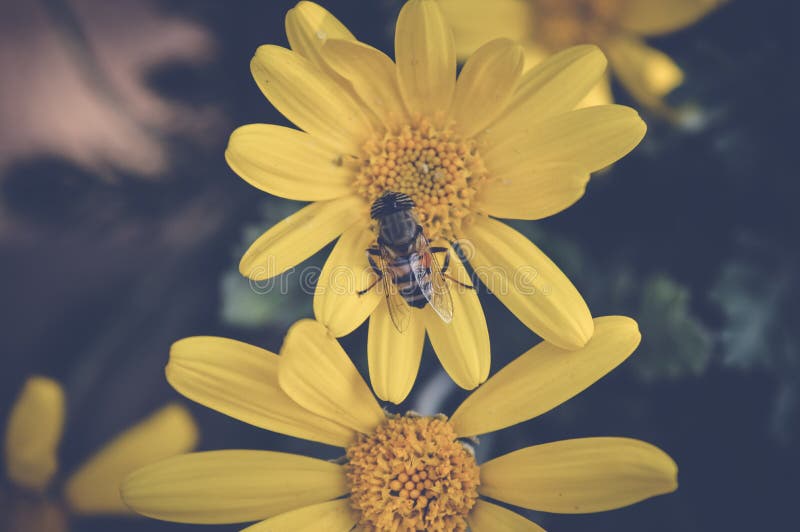 Bee over yellow flower stock photo. Image of floral, bright - 89433574
