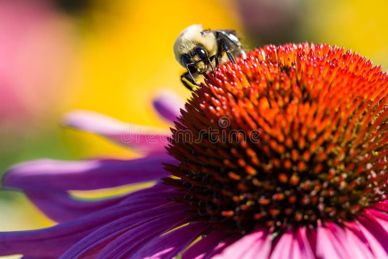 Bee overhead stock photo. Image of herb, pollen, garden - 29198224