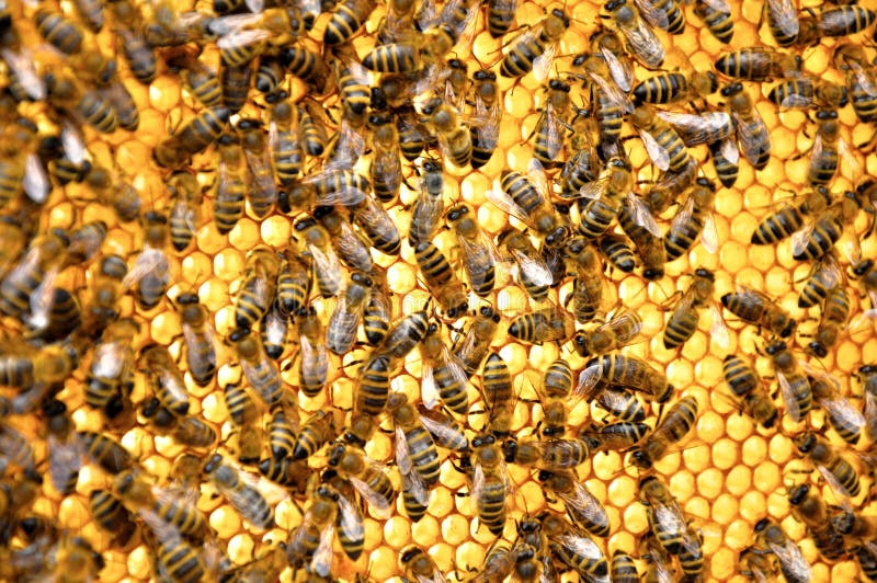 Bee pattern stock photo. Image of pattern, healthy, larvae - 33974784