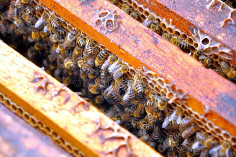 Bee pattern stock photo. Image of busy, backgrounds, movement - 33974992