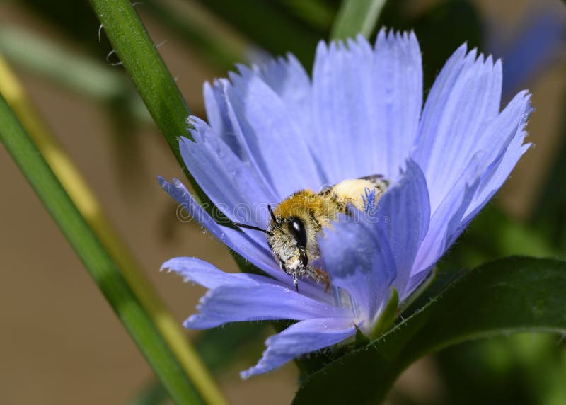 A Bee Peeking Out from the Middle of a Wildflower Stock Image - Image ...
