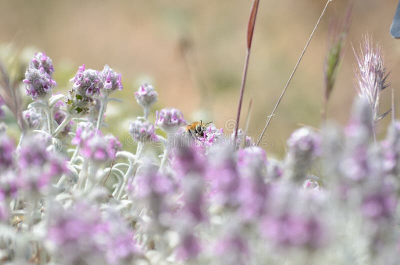 Bee Peeking Out among a Sea of Flowers Stock Image - Image of polen ...