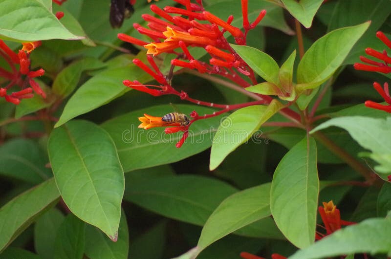 Bee on firecracker flower stock photo. Image of plant - 290859060
