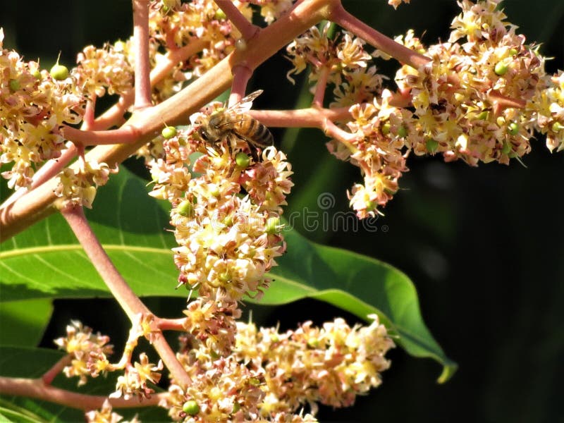 Bee Perched on Mango Tree Flowers Stock Image - Image of food, perched ...