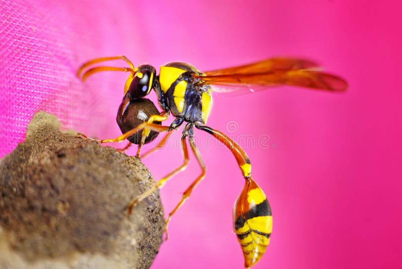 A Bee Building a House of Baby Bee Stock Photo - Image of honey, bees ...