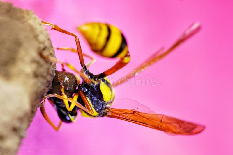 A Bee Building a House of Baby Bee Stock Image - Image of honeycomb ...