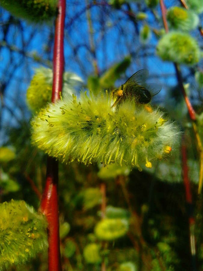 A bee picking nectar stock photo. Image of picking, white - 177242864