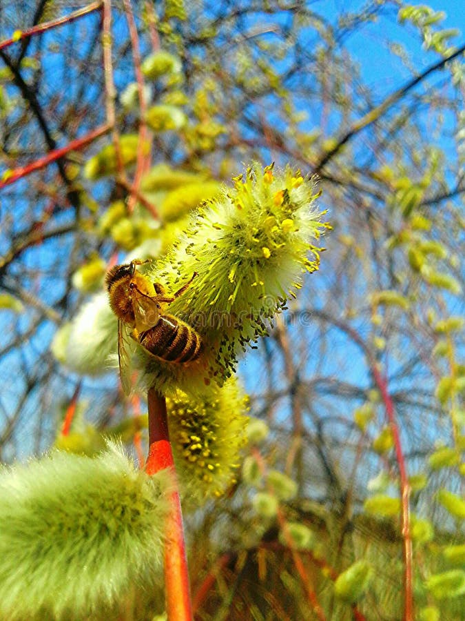 A bee picking nectar stock photo. Image of summer, picking - 177243084
