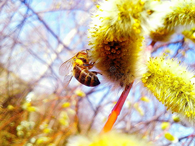 A bee picking nectar stock image. Image of poority, willow - 177243103