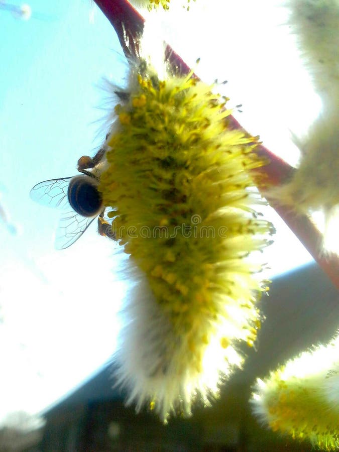 A bee picking nectar stock image. Image of white, blue - 177243177