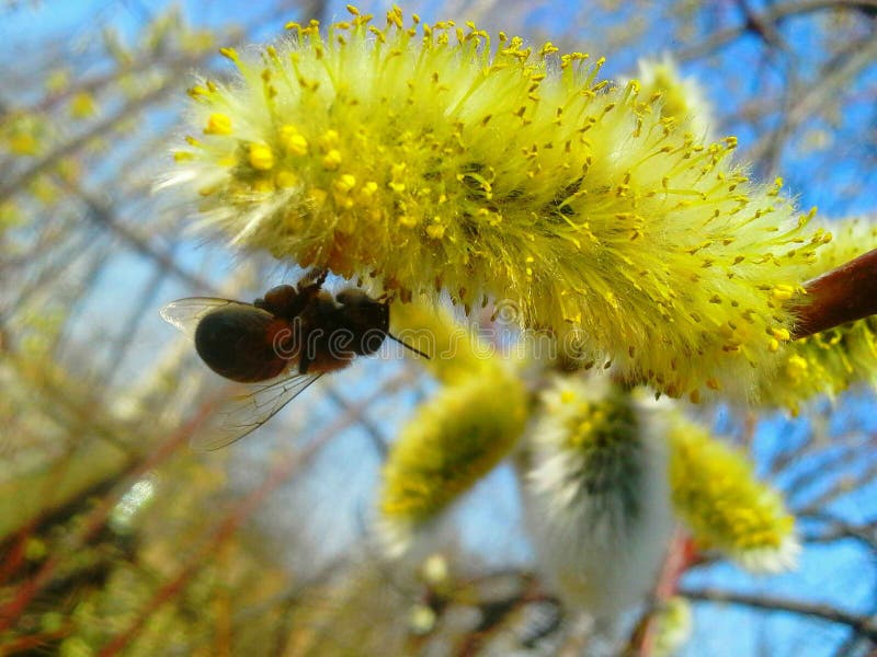 A bee picking nectar stock photo. Image of flower, willow - 177243354