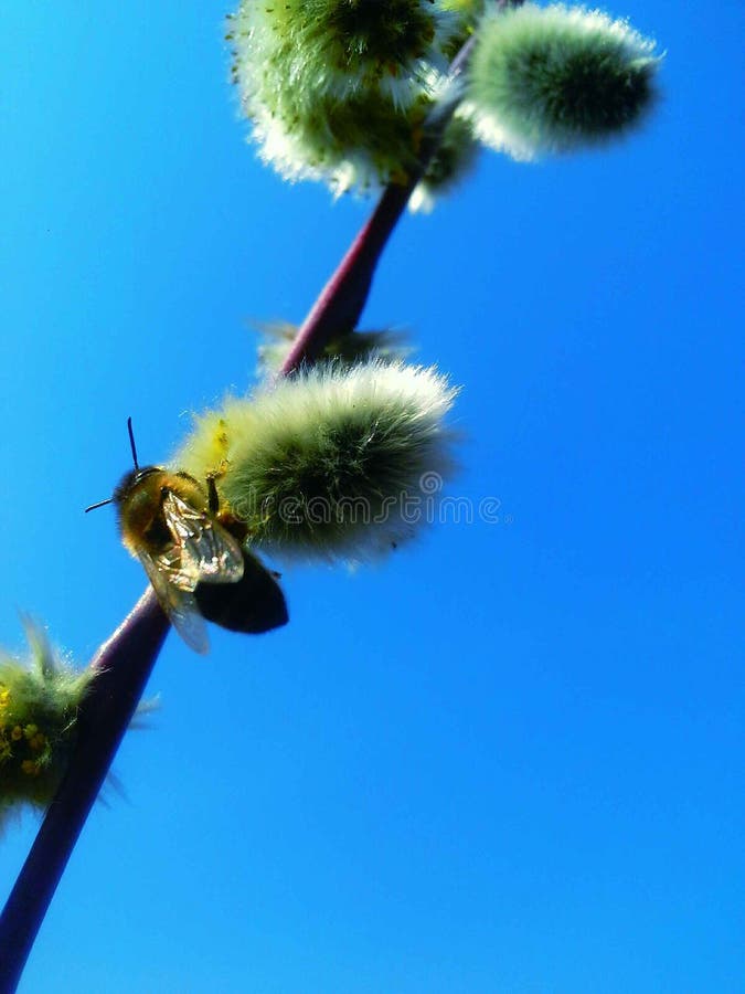 A bee picking nectar stock image. Image of flower, yellow - 177242171