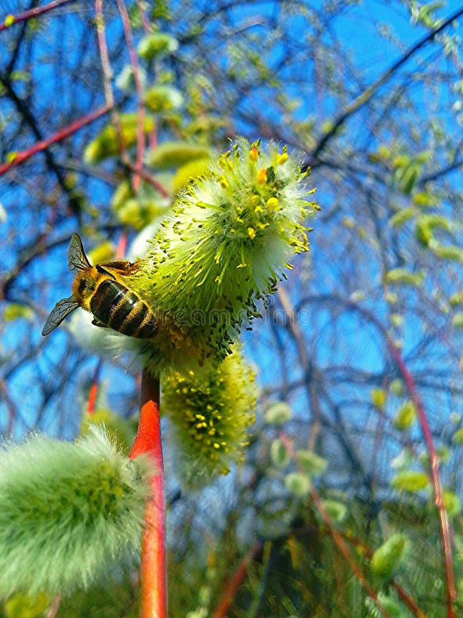 A bee picking nectar stock photo. Image of picking, poority - 177242202