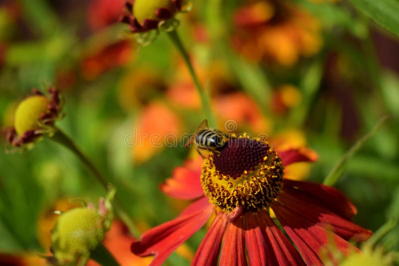 Bee Picking Up Nectar on Red Flower Stock Image - Image of nectar ...