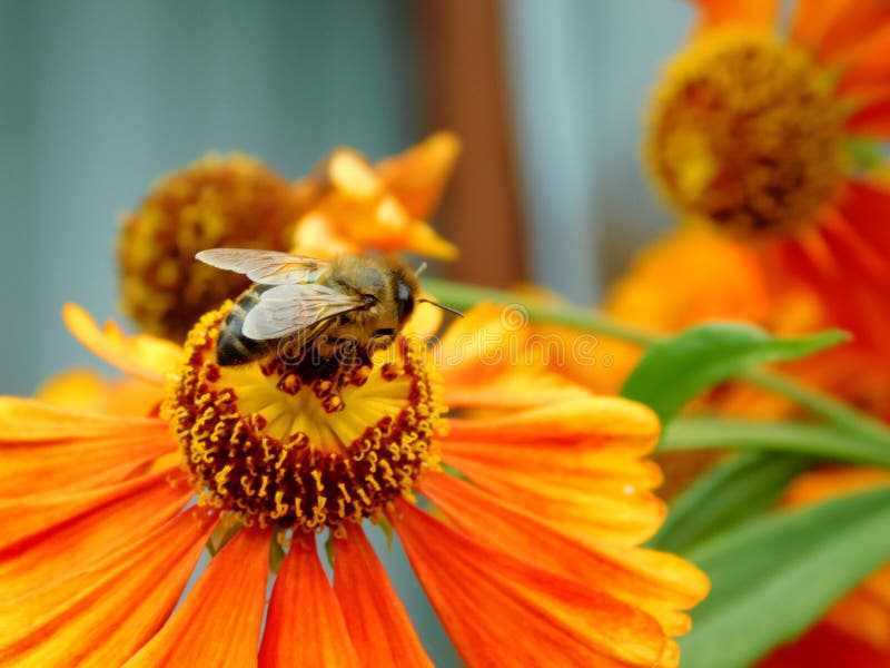 A bee picking up a nectar stock photo. Image of green - 77044408