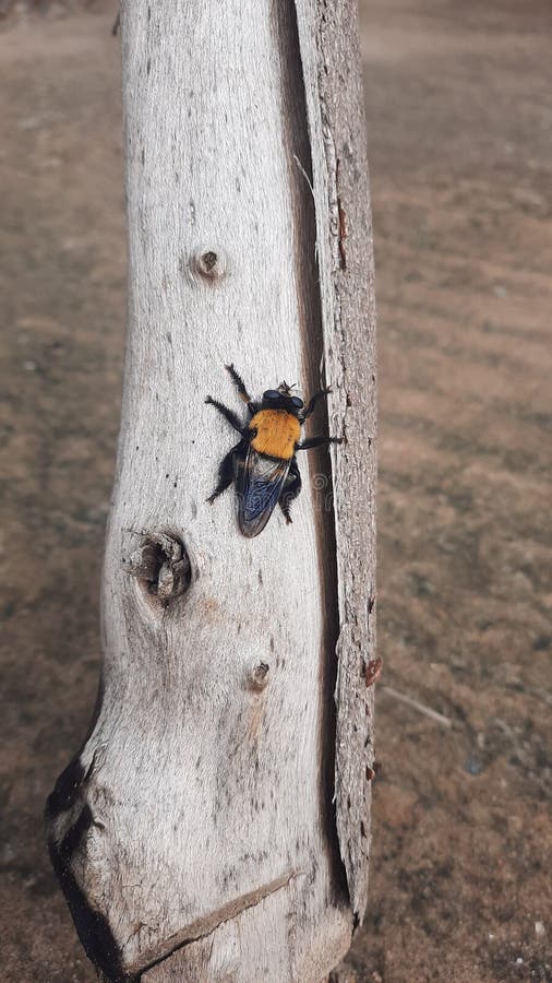 Bee stock image. Image of nature, ghana, insect, wildlife - 230033941