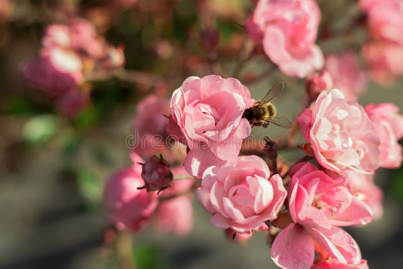 Bee on pink bush rose stock photo. Image of floral, bloom - 239108952