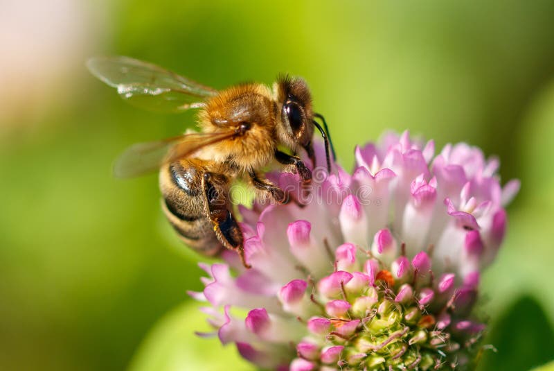 Bee on a Pink Clover Flower. Macro Stock Photo - Image of beautiful ...