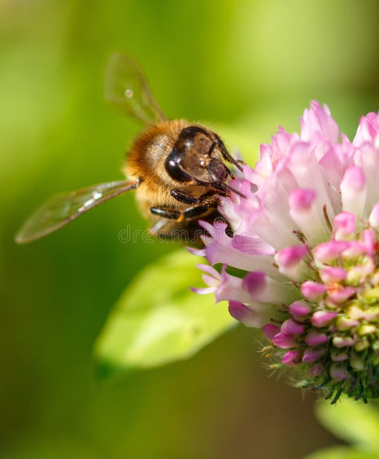 Bee on a Pink Clover Flower. Macro Stock Image - Image of honey ...