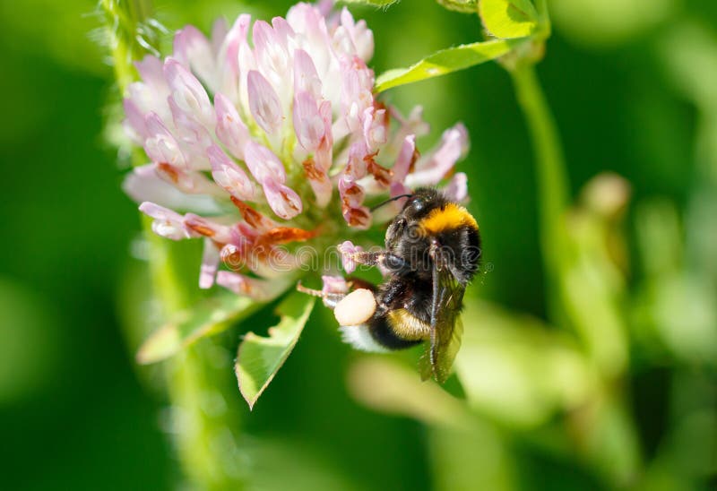 Bee on a Pink Clover Flower. Macro Stock Photo - Image of nature ...