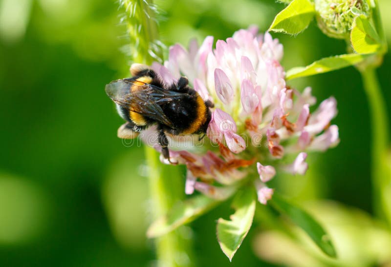 Bee on a Pink Clover Flower. Macro Stock Image - Image of wild, green ...
