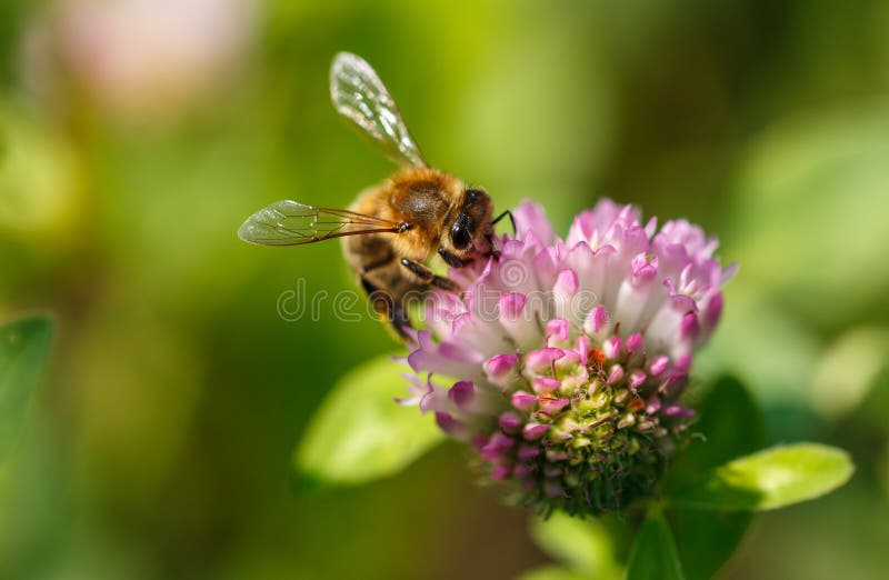 Bee on a Pink Clover Flower. Macro Stock Photo - Image of flora, color ...