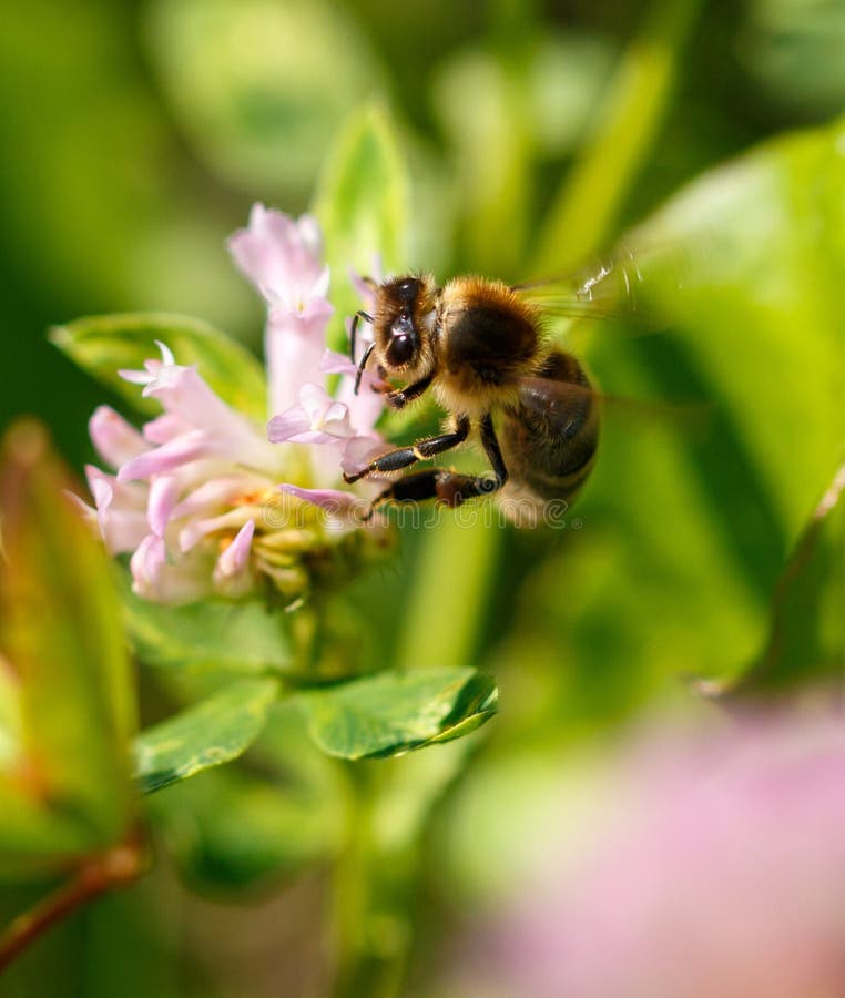 Bee on a Pink Clover Flower. Macro Stock Image - Image of beautiful ...