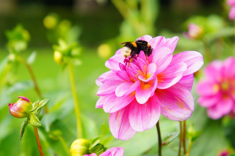 Bee on pink Dahlia flower stock image. Image of dahlia - 77367893