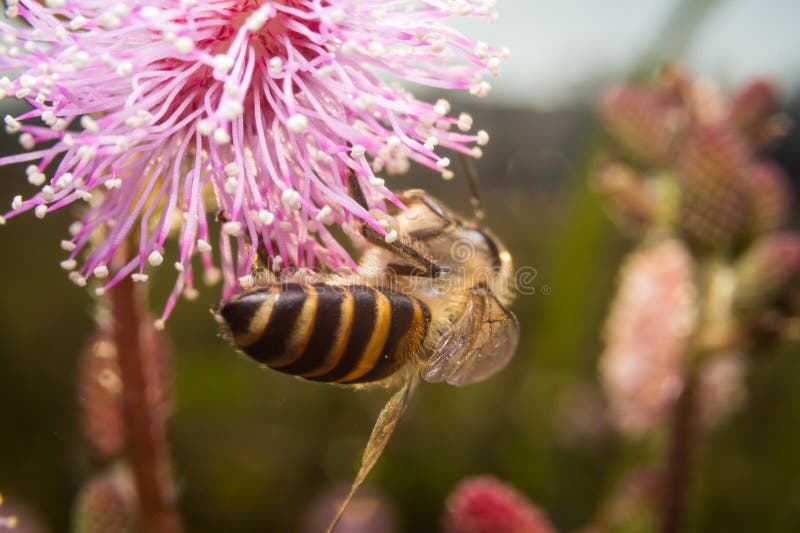 Bee on Pink Flower, Close Up Macro Stock Image - Image of micro, bloom ...