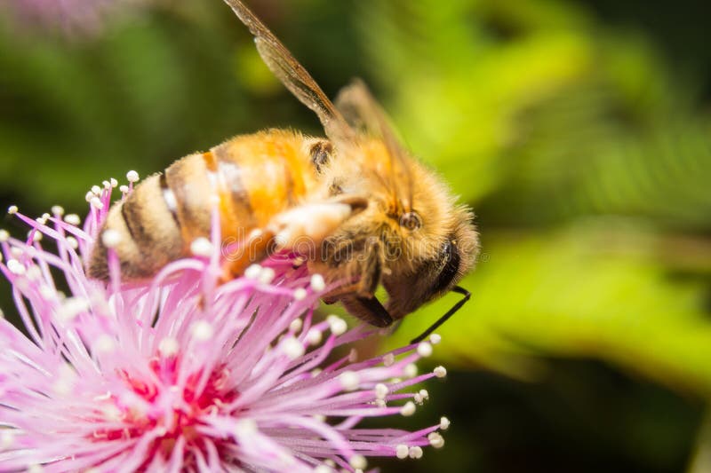 Bee on Pink Flower, Close Up Macro Stock Image - Image of pollen, eyes ...