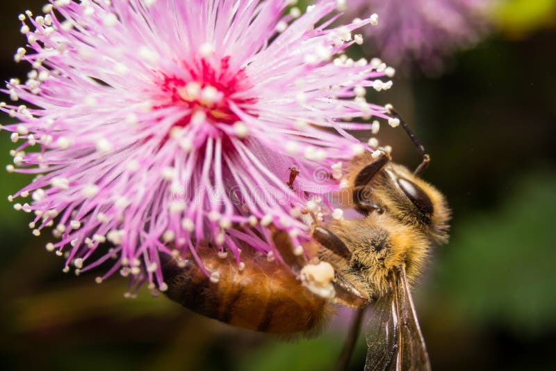 Bee on Pink Flower, Close Up Macro Stock Photo - Image of honey, bloom ...