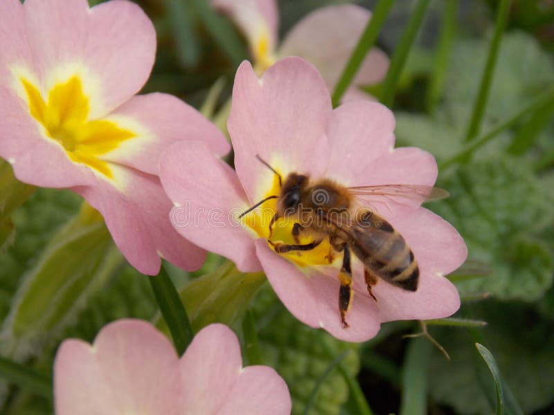 Bee on a pink flower stock image. Image of spring, flower - 114051485