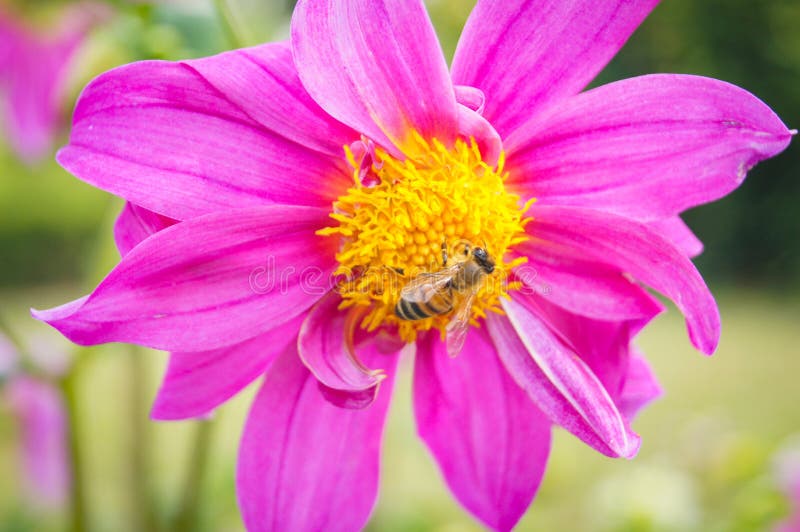 Bee on pink flowers stock image. Image of apis, field - 110175849