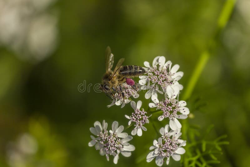 A bee with pink pollen stock image. Image of blossom - 125157853