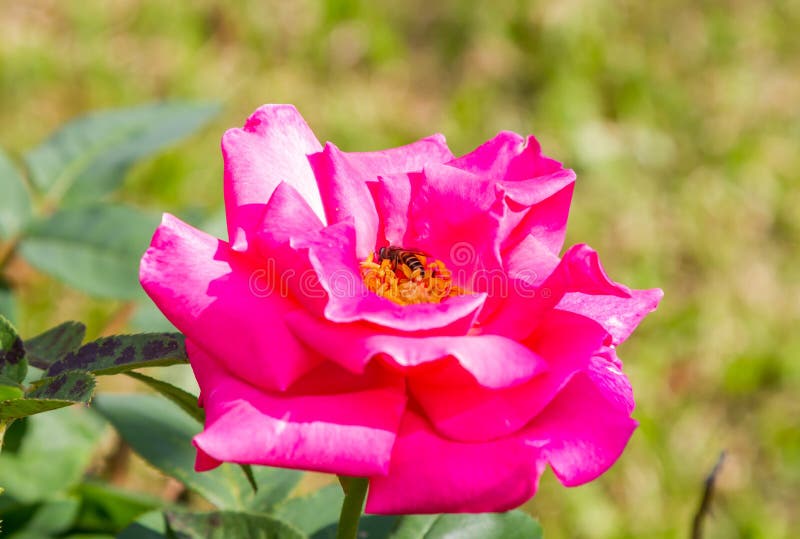 Bee on pink rose. stock image. Image of flora, blossom - 50410983